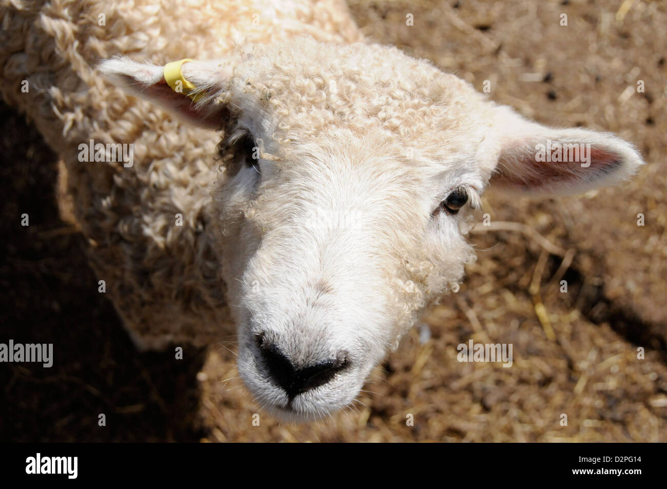 Sheep Looking at camera Stock Photo - Alamy