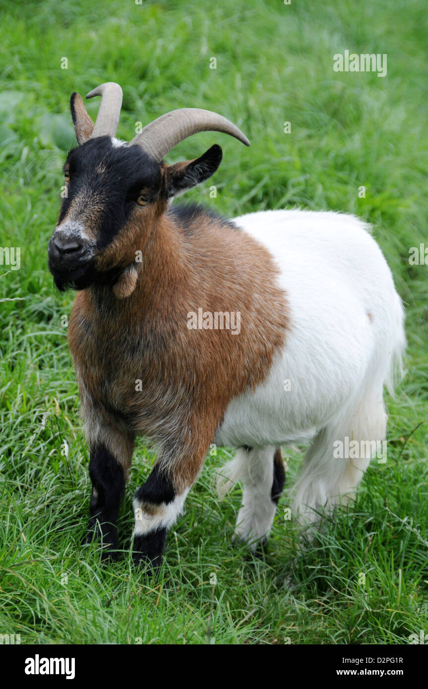 Billy Goat in field Stock Photo - Alamy