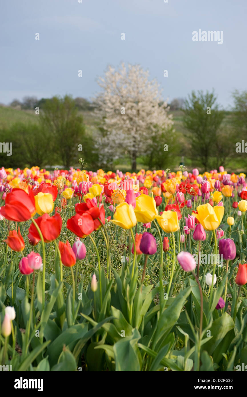 Tulip growing region hi-res stock photography and images - Alamy