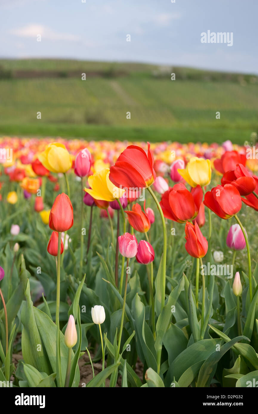 Tulip growing region hi-res stock photography and images - Alamy
