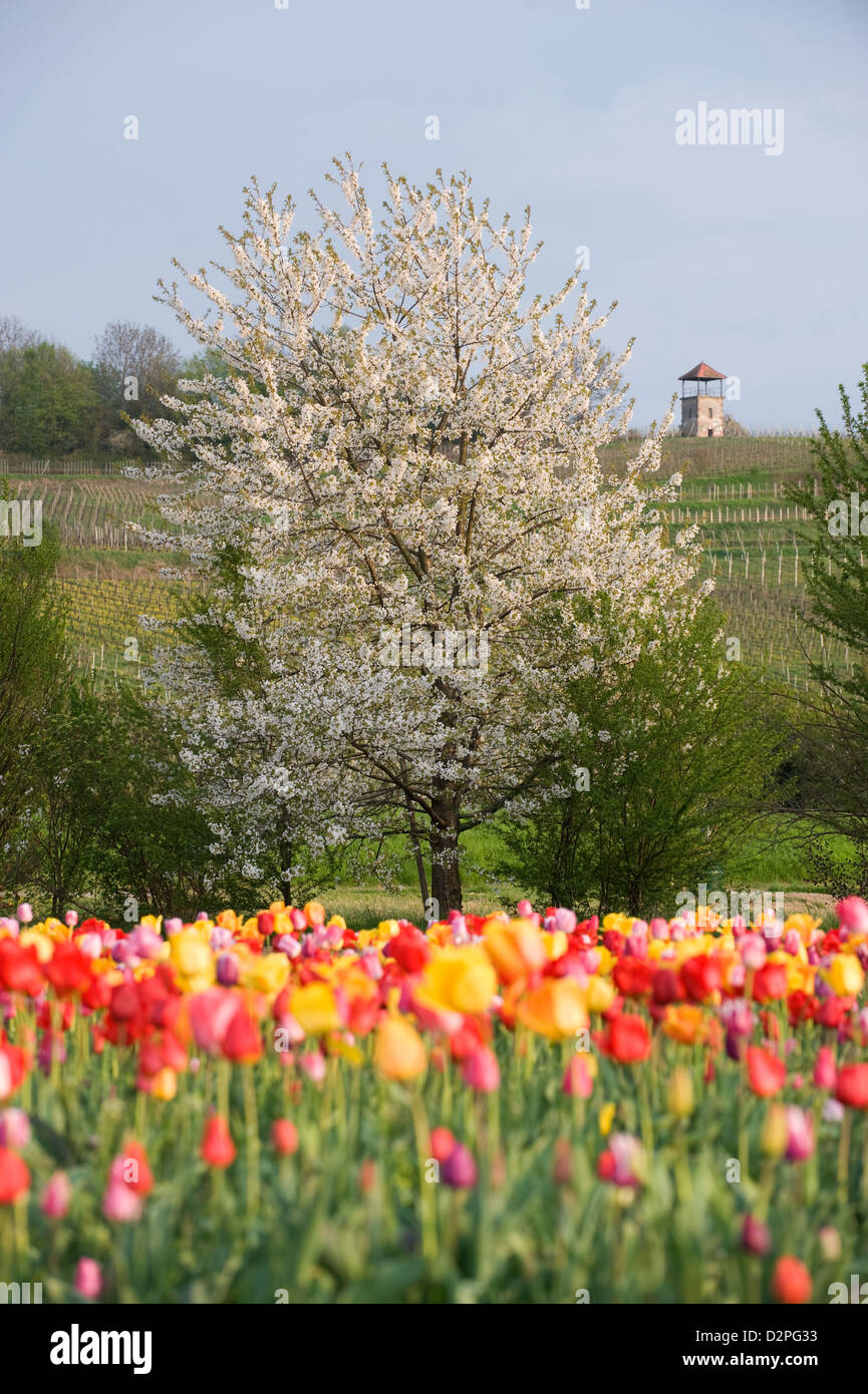 Tulip growing region hi-res stock photography and images - Alamy
