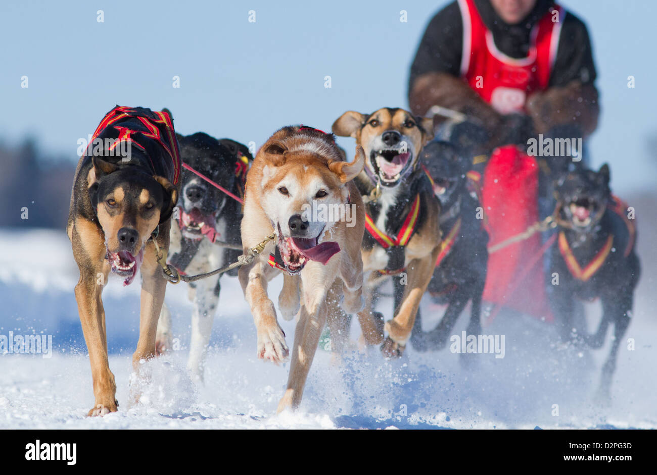 International dog sledding race Stock Photo - Alamy