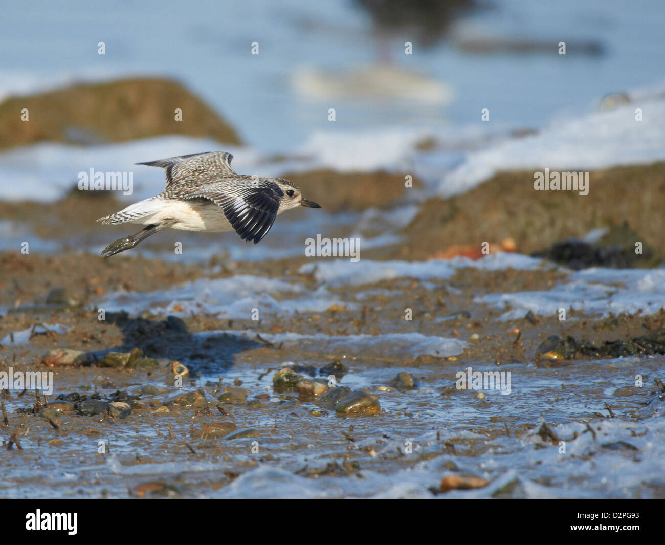 Grey Plover in flight Stock Photo - Alamy