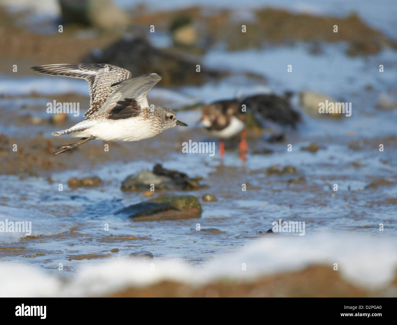Grey Plover in flight Stock Photo - Alamy