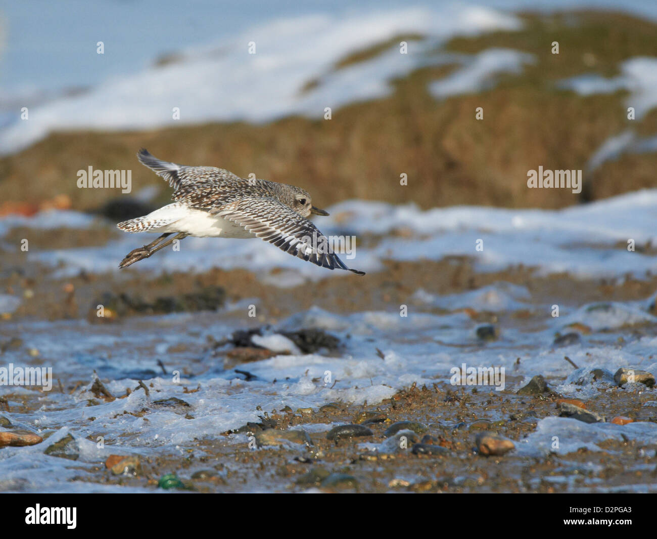 Grey Plover in flight Stock Photo - Alamy