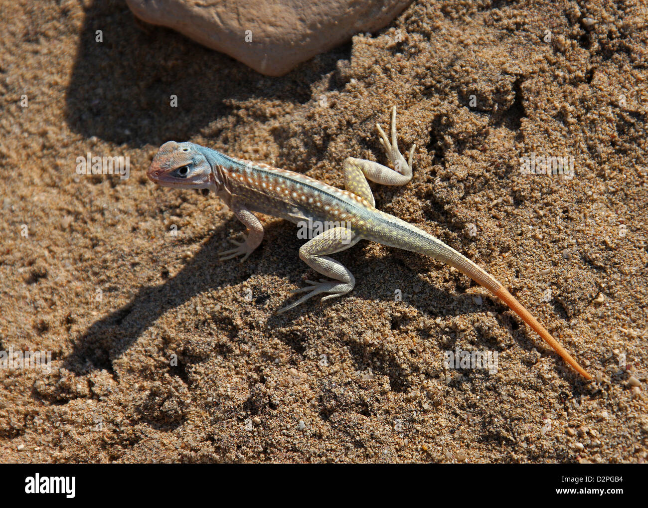 Grandidier's Madagascar Swift, Oplurus grandidieri, Opluridae, Iguania ...