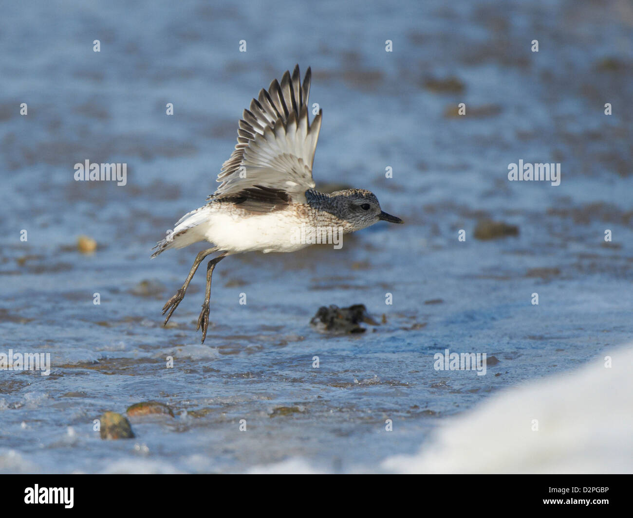 Grey Plover in flight Stock Photo - Alamy