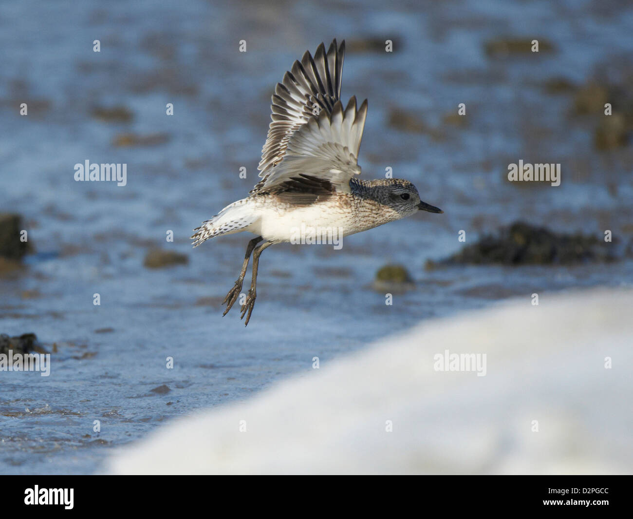 Grey Plover in flight Stock Photo - Alamy