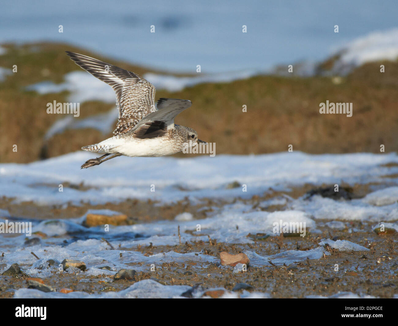 Grey Plover in flight Stock Photo - Alamy