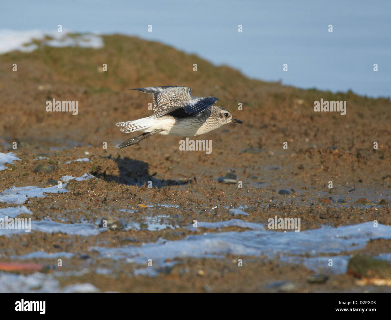Grey Plover in flight Stock Photo - Alamy