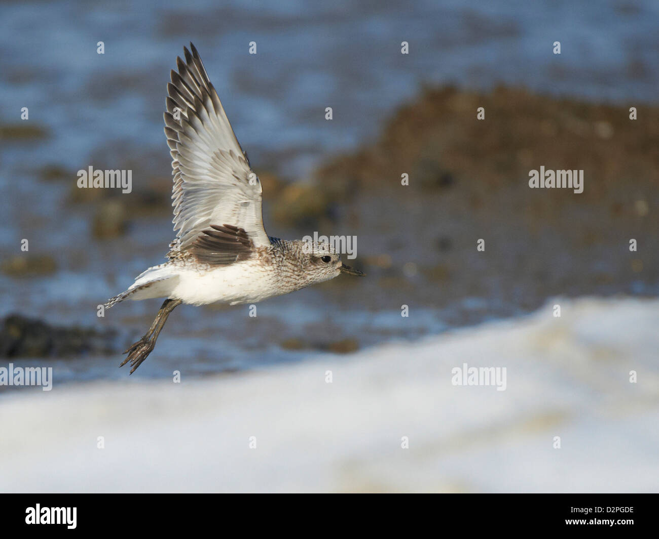Grey Plover in flight Stock Photo - Alamy