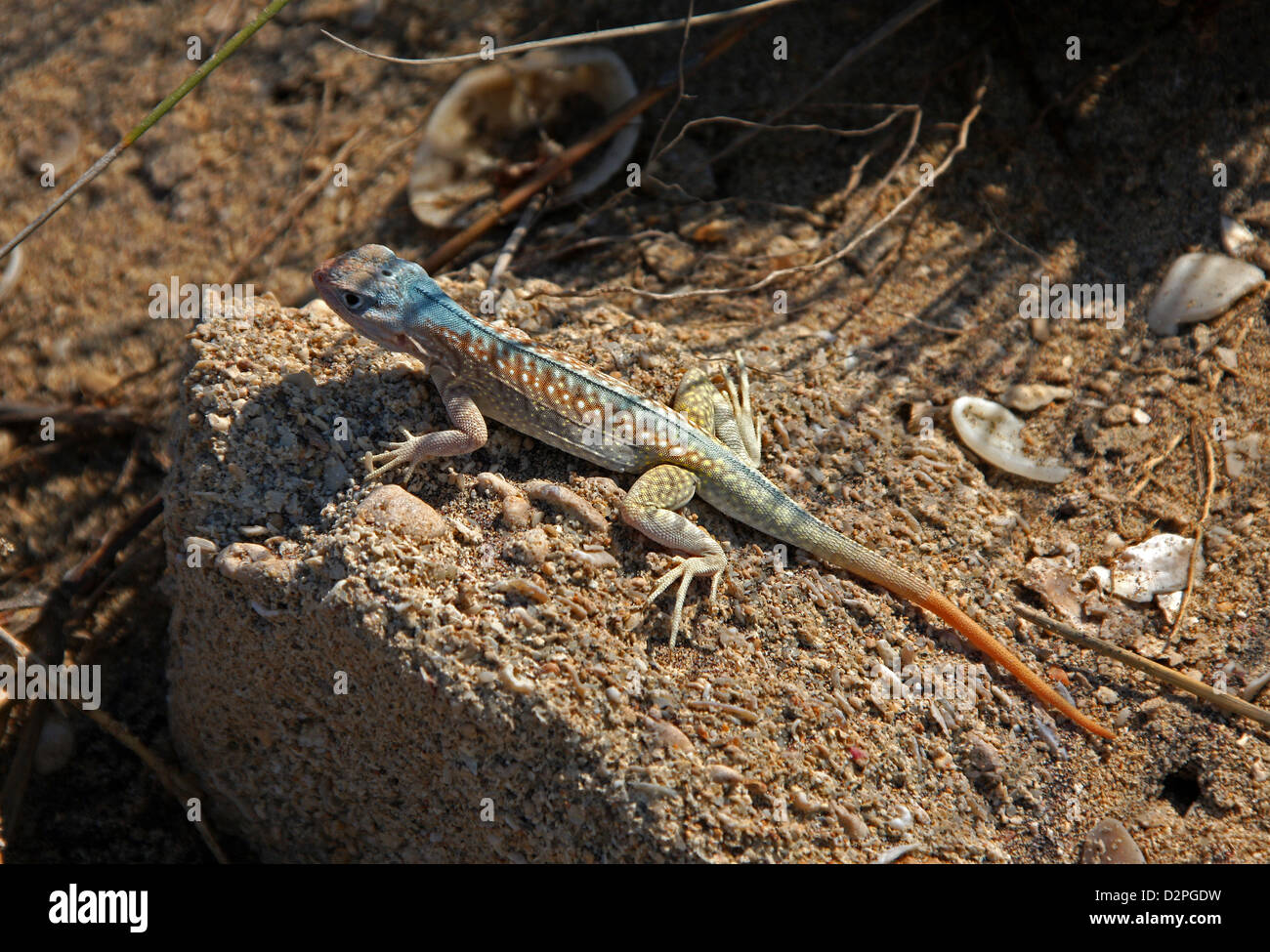 Grandidier's Madagascar Swift, Oplurus grandidieri, Opluridae, Iguania ...