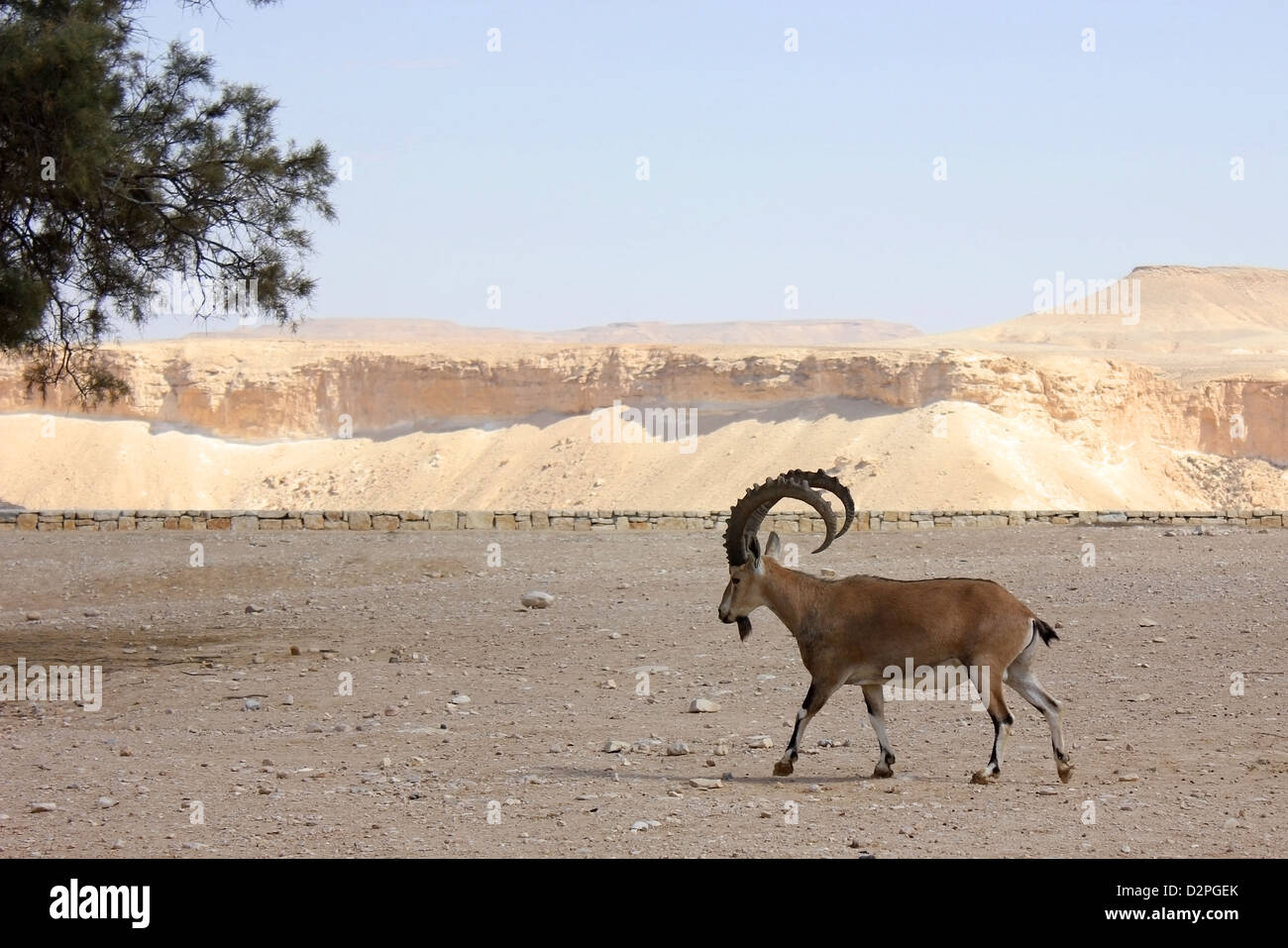 Nubian Ibex Bull Stock Photo - Alamy