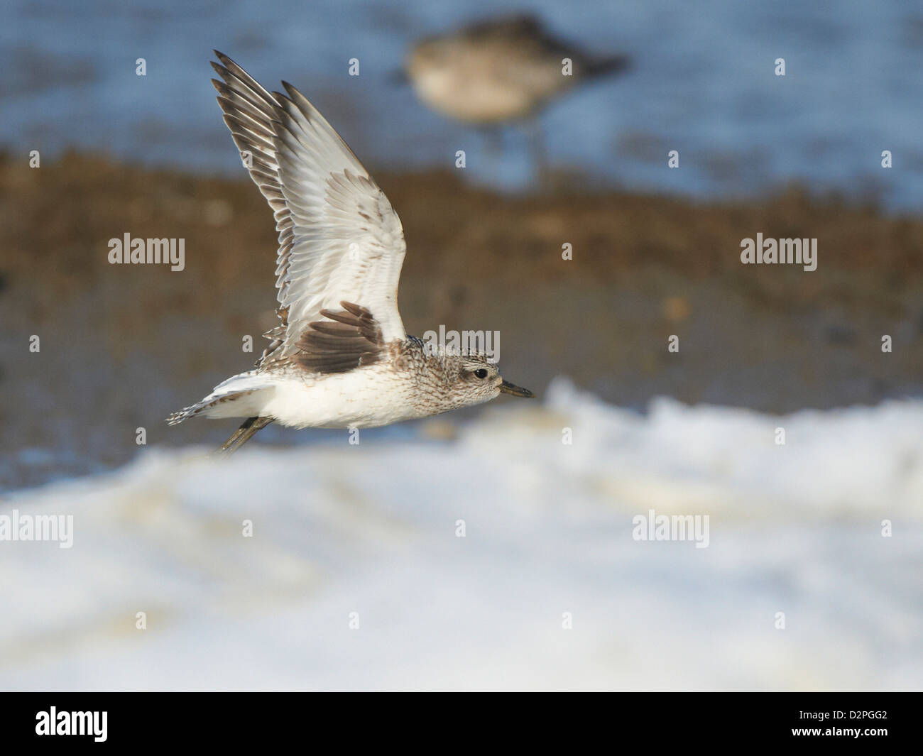 Grey Plover in flight Stock Photo - Alamy