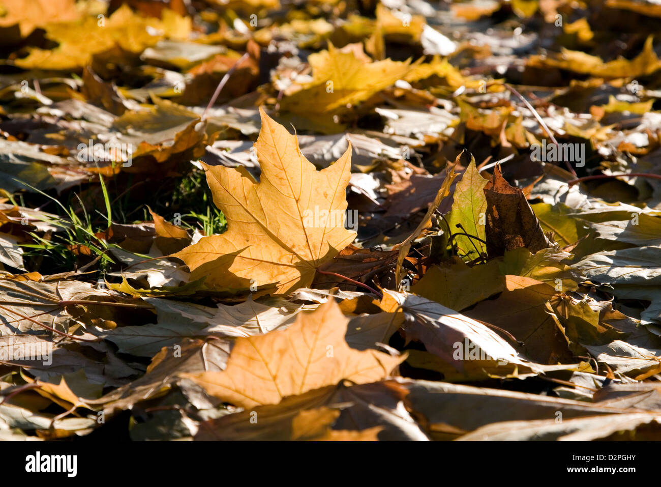 Berlin, Germany, Fall Foliage Stock Photo - Alamy