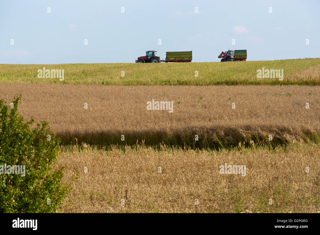 Harvest season in the fields Stock Photo - Alamy