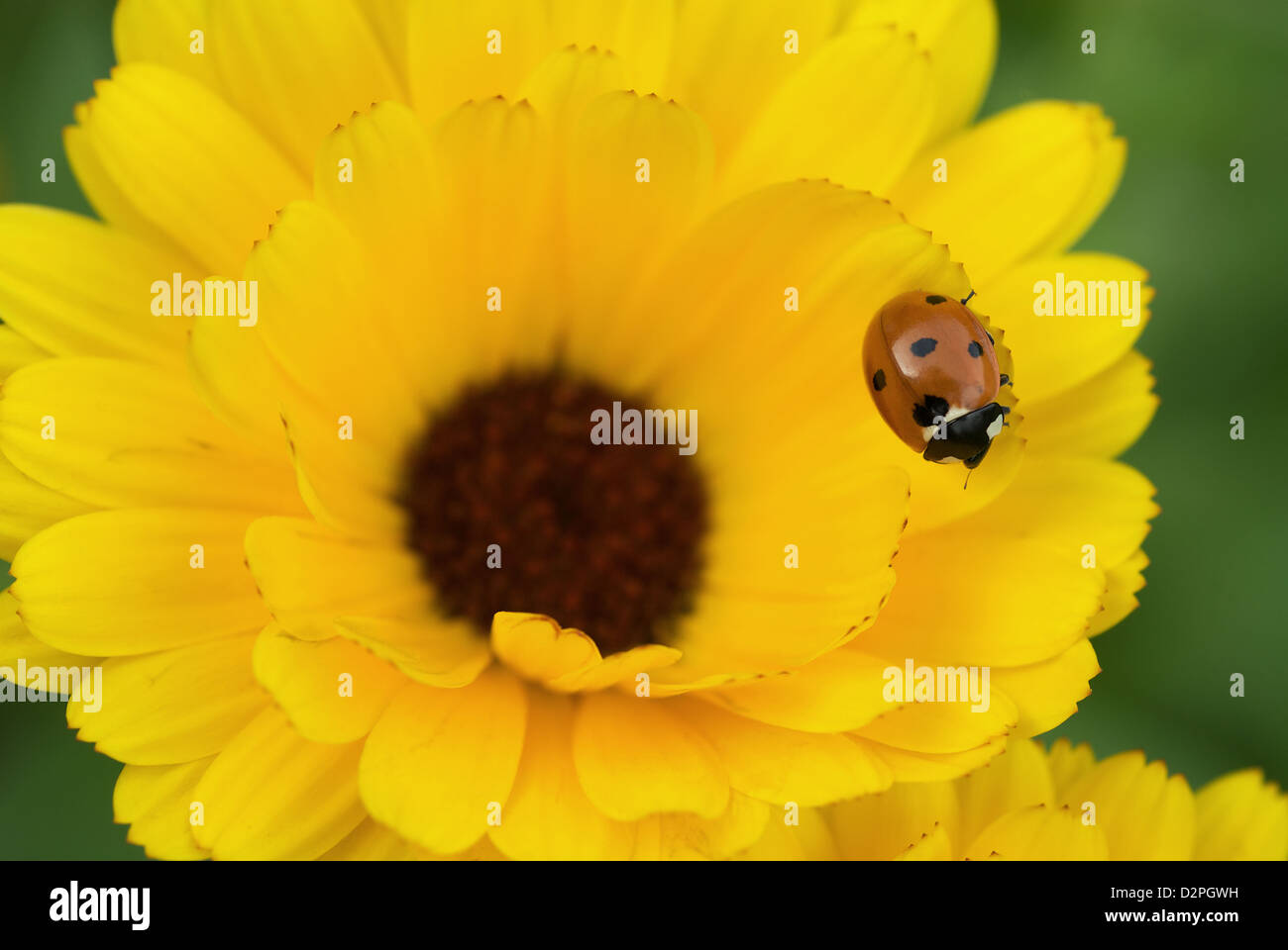 Nauen, Germany, a ladybug on a marigold Stock Photo - Alamy