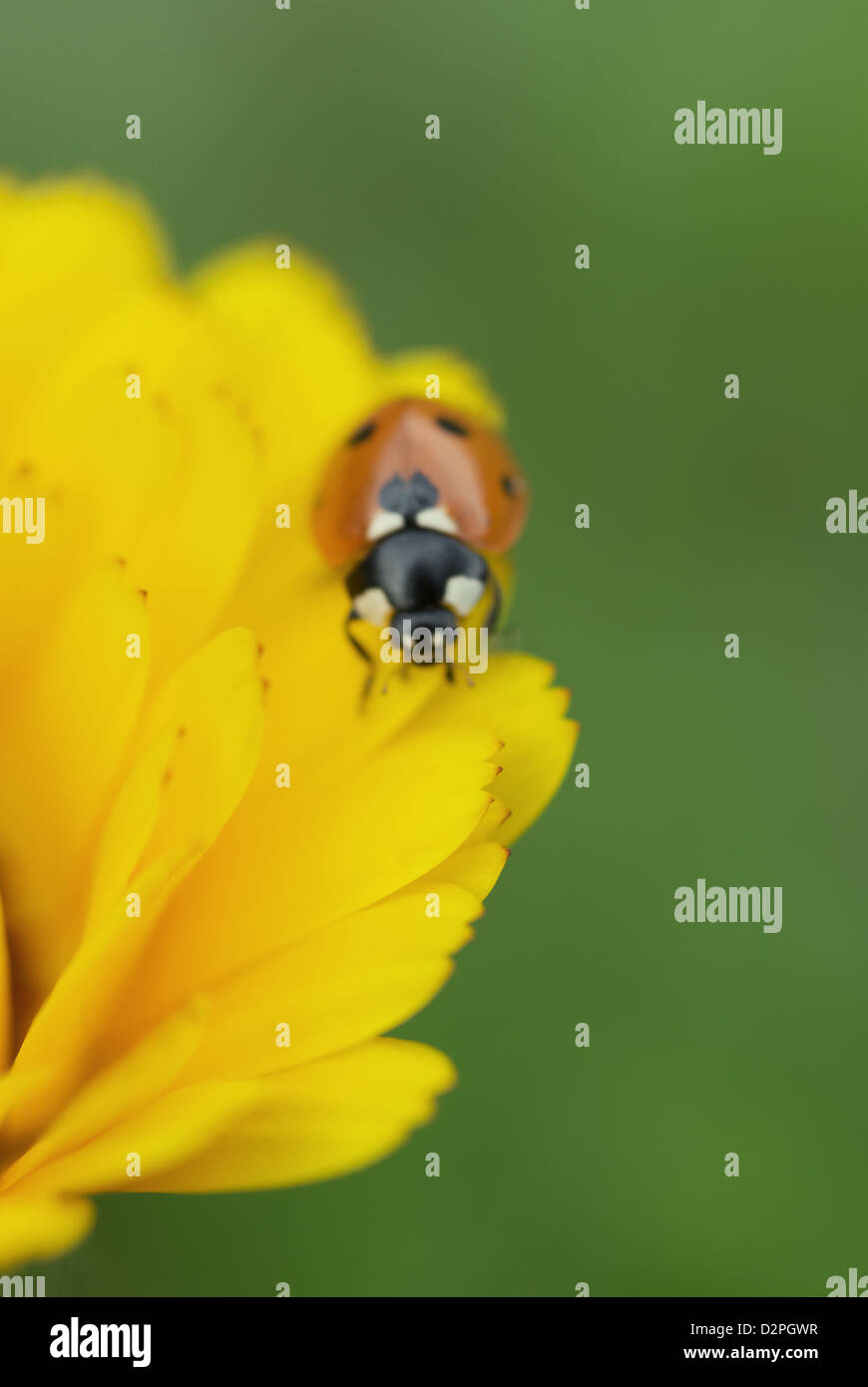 Nauen, Germany, a ladybug on a marigold Stock Photo - Alamy