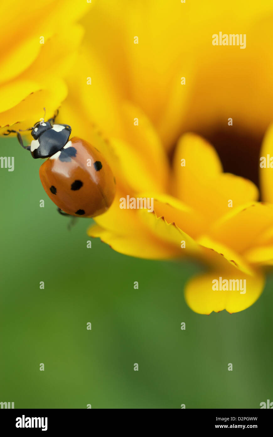 Nauen, Germany, a ladybug on a marigold Stock Photo - Alamy