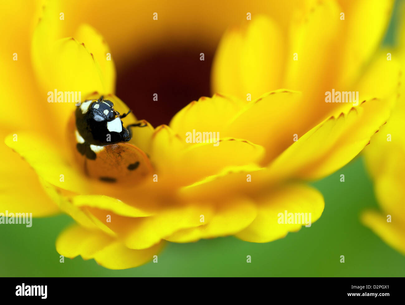 Nauen, Germany, a ladybug on a marigold Stock Photo - Alamy