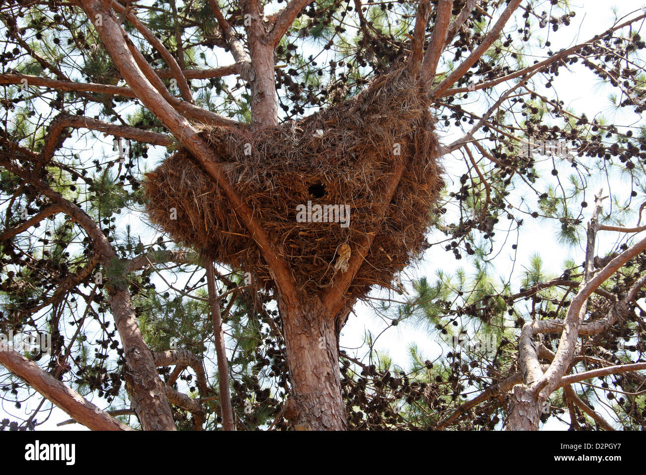 Hamerkop Bird Nest, Scopus umbretta, Scopidae. Kenya, Africa Stock ...