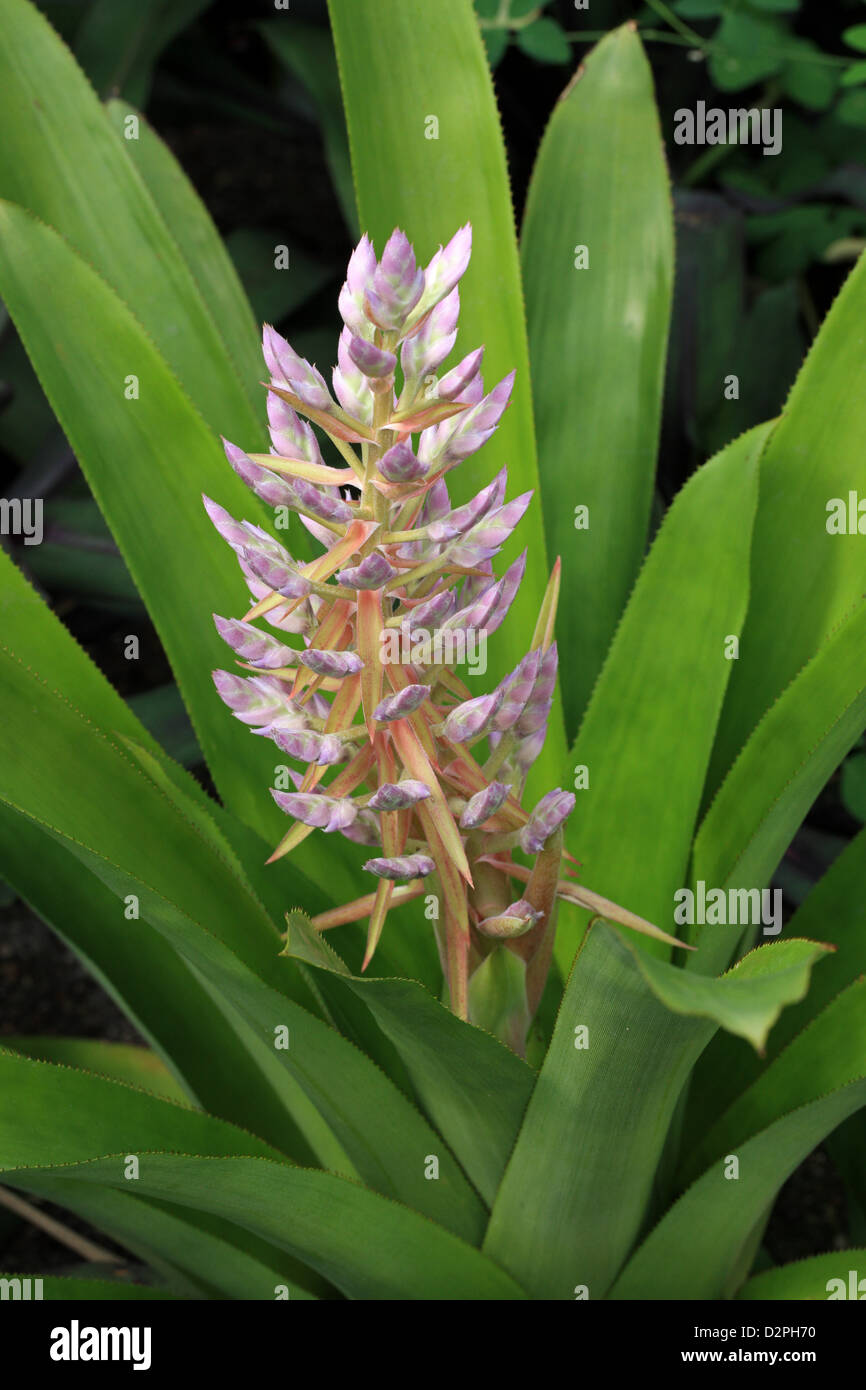 Pink and White Bromeliad, Aechmea sp., Bromeliaceae. Tropical South ...