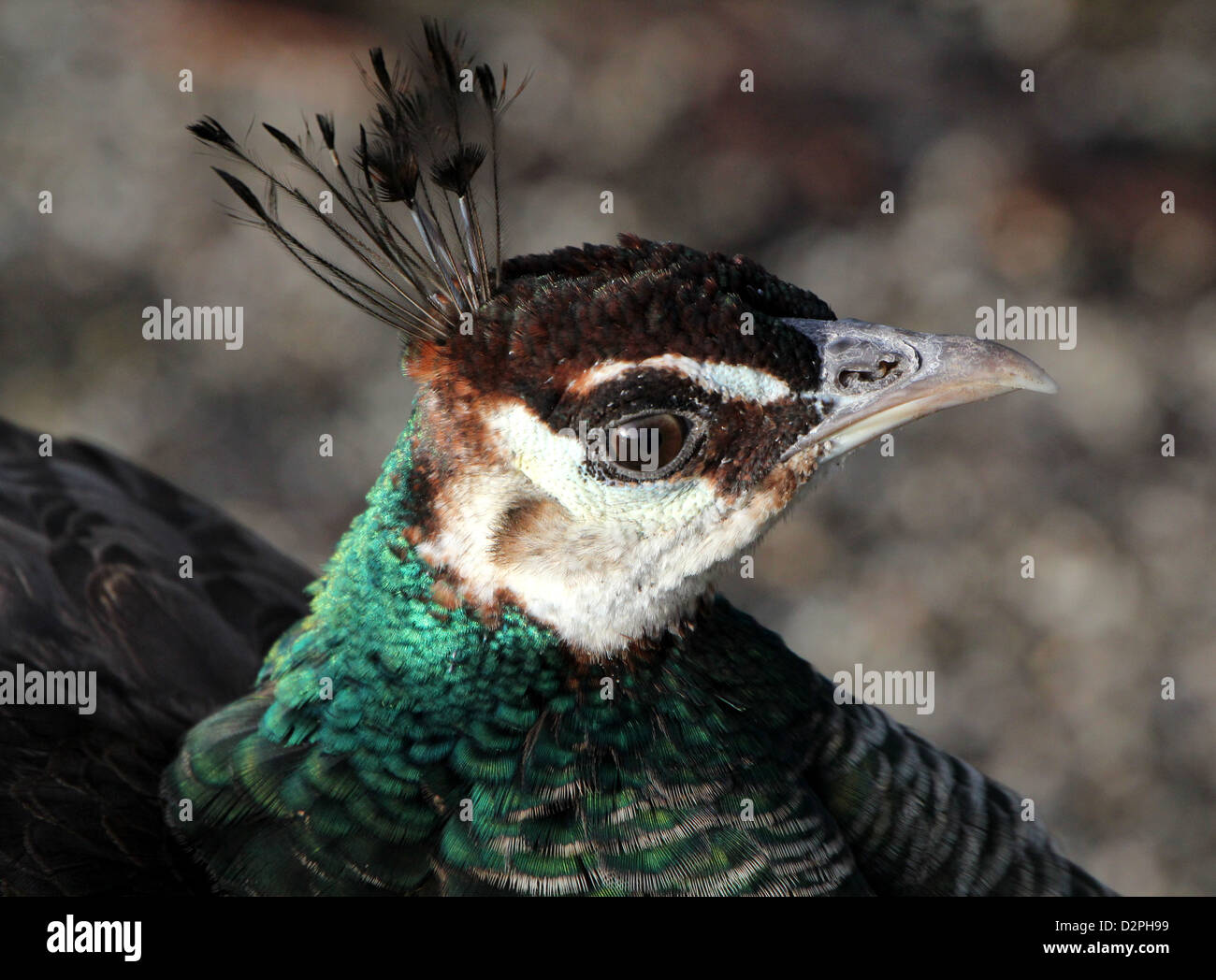 Pavo Real Comun High Resolution Stock Photography and Images - Alamy