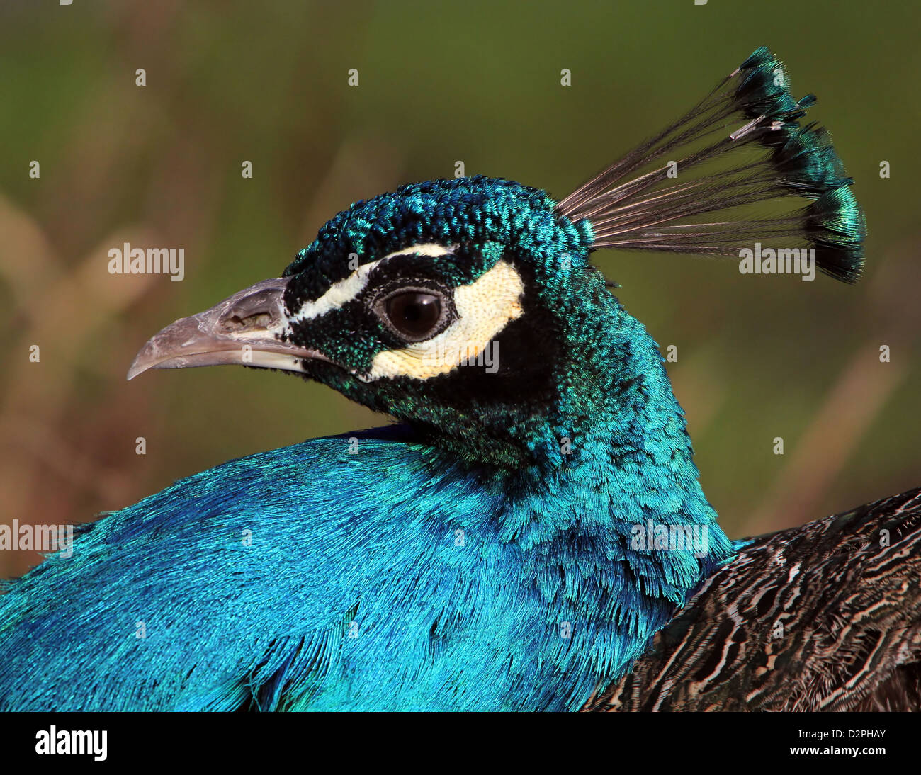 Pavo real comun hi-res stock photography and images - Alamy