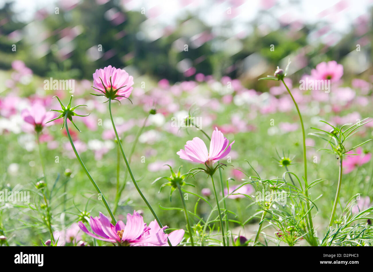 field of beautiful floral , flower garden Stock Photo - Alamy