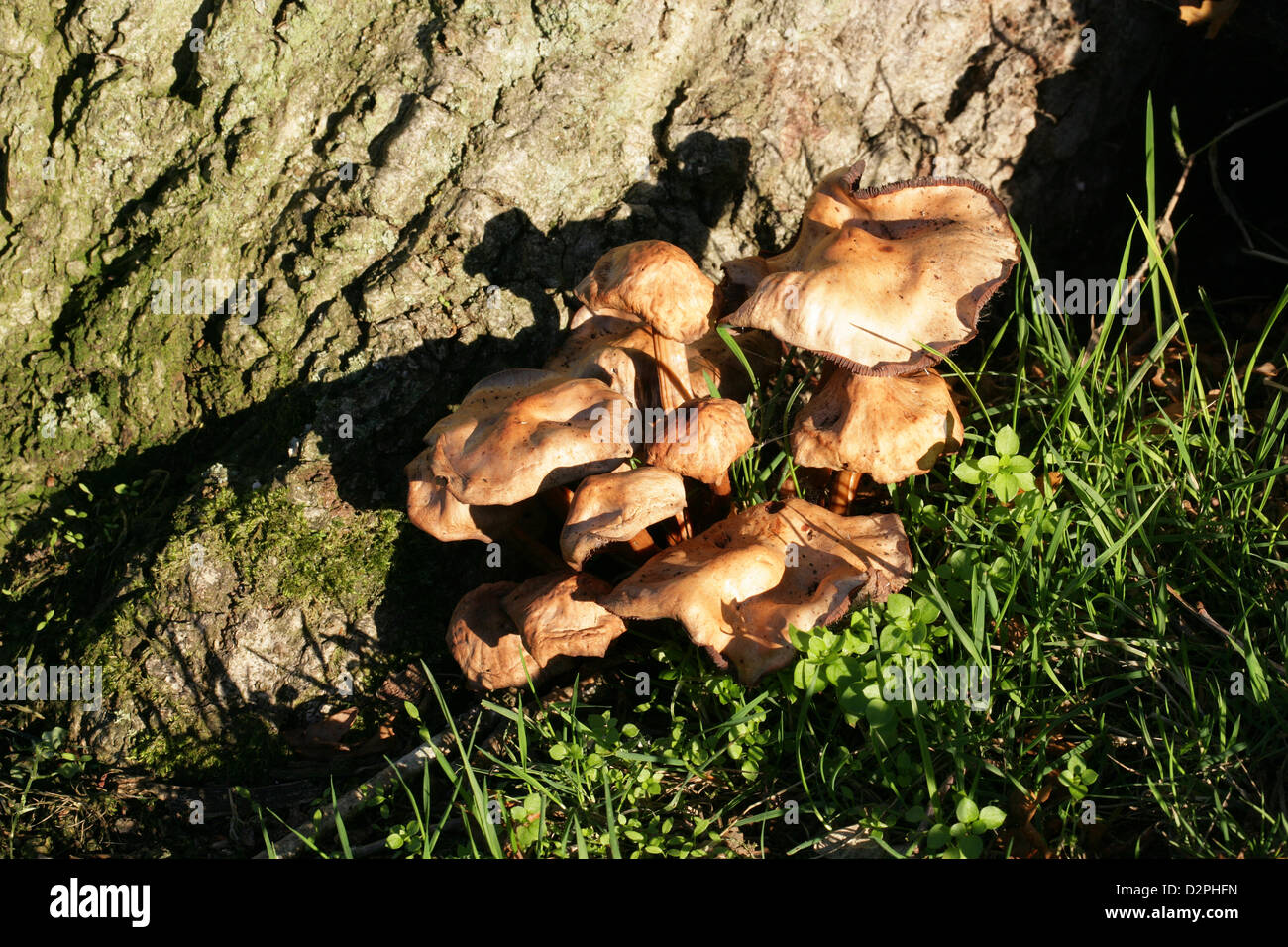 Spindle Toughshank or Spindleshank Fungus, Collybia fusipes ...