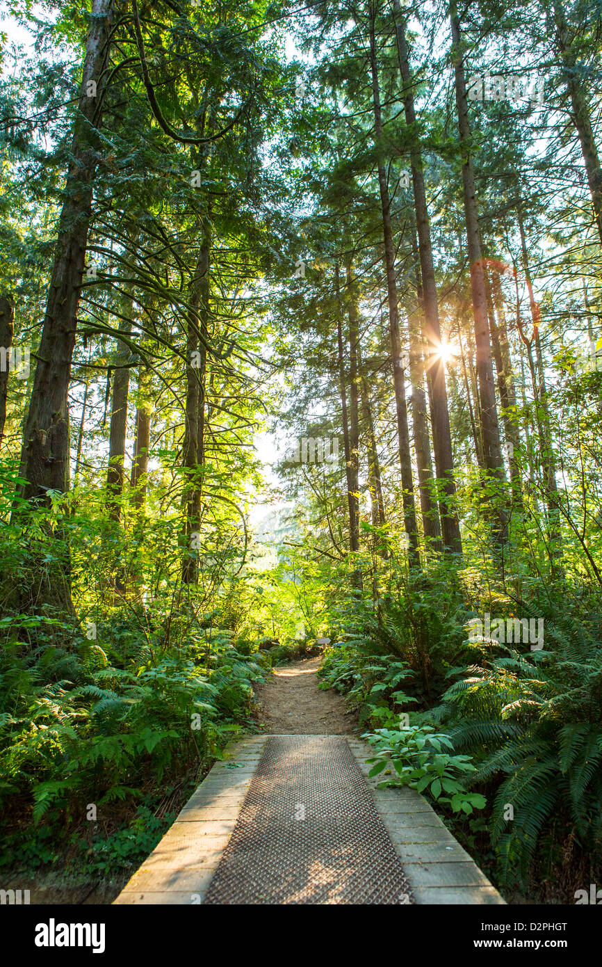 Footbridge and path through forest Stock Photo - Alamy