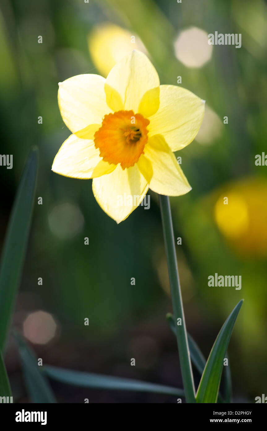 A single Daffodil caught in a sunny spot Stock Photo - Alamy