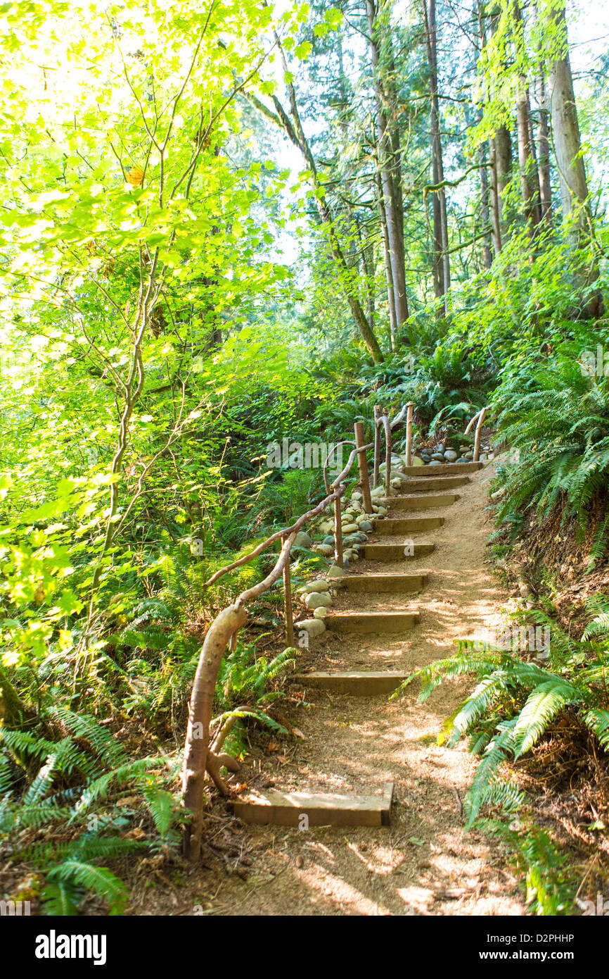 Staircase in forest Stock Photo - Alamy