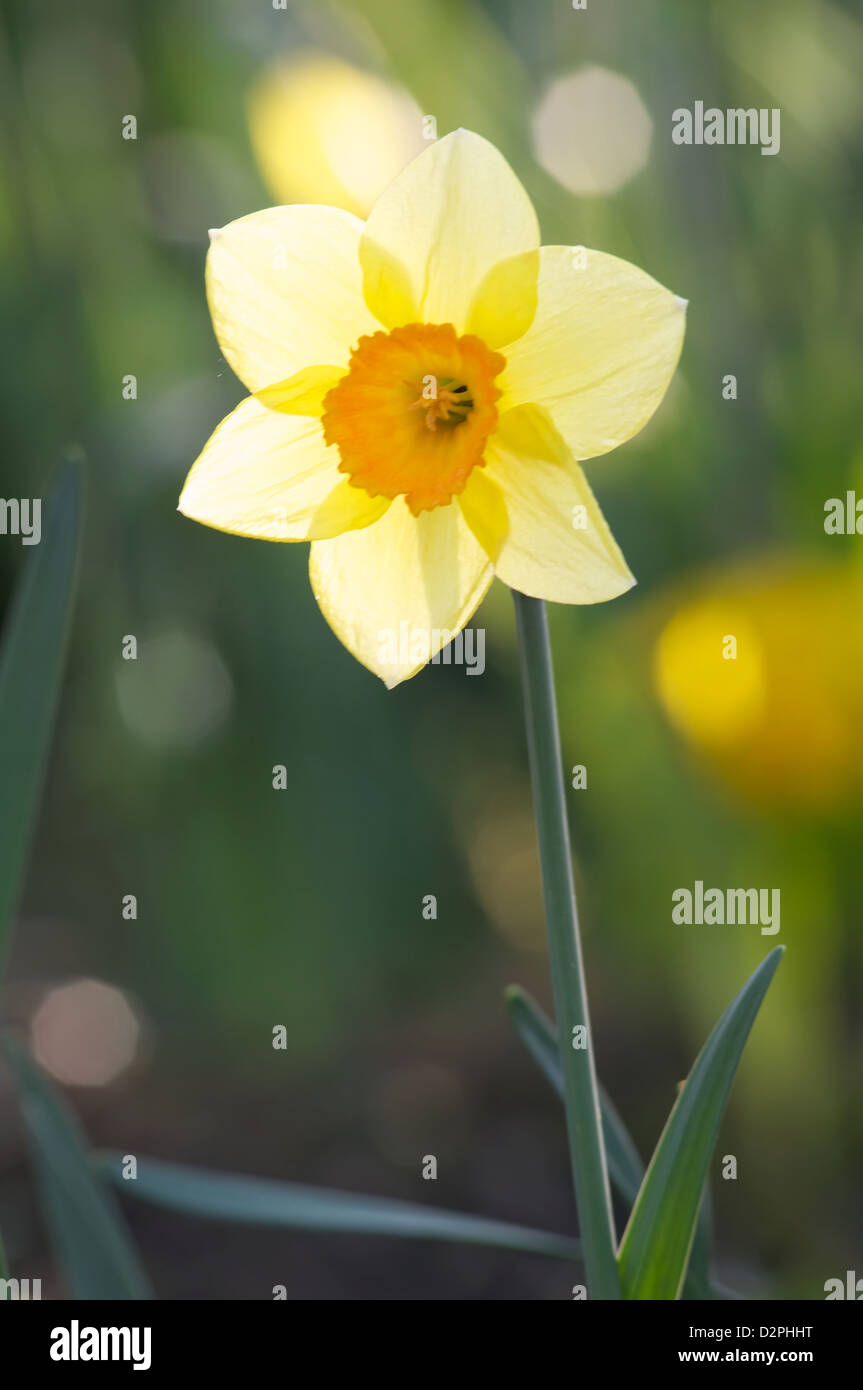 A single Daffodil caught in a sunny spot Stock Photo - Alamy