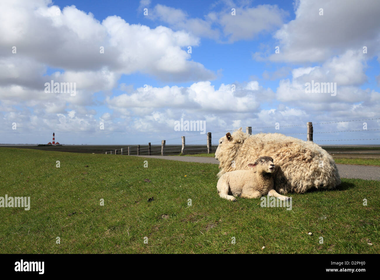 Germany sheep hi-res stock photography and images - Alamy