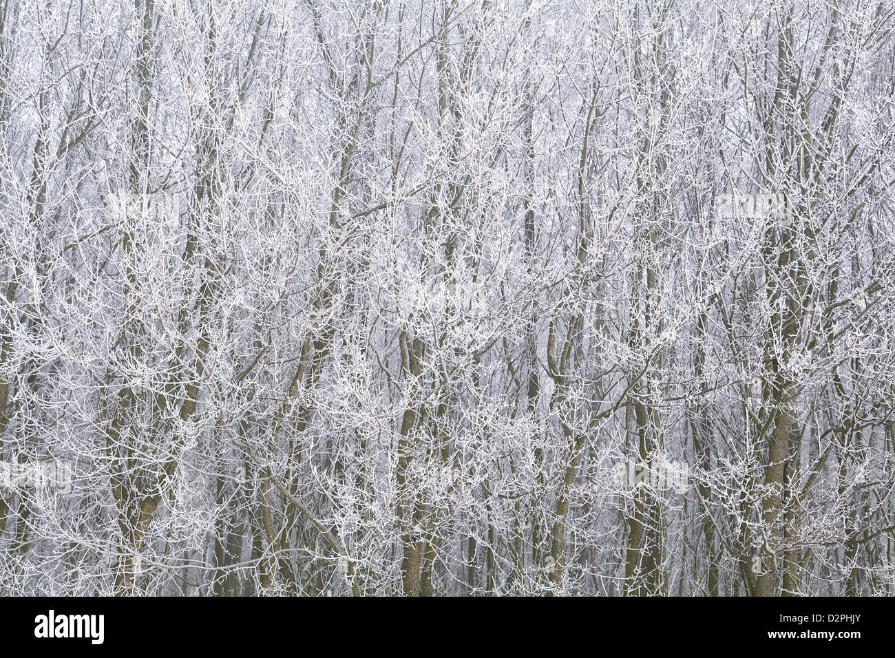 Covered with white frost hi-res stock photography and images - Alamy