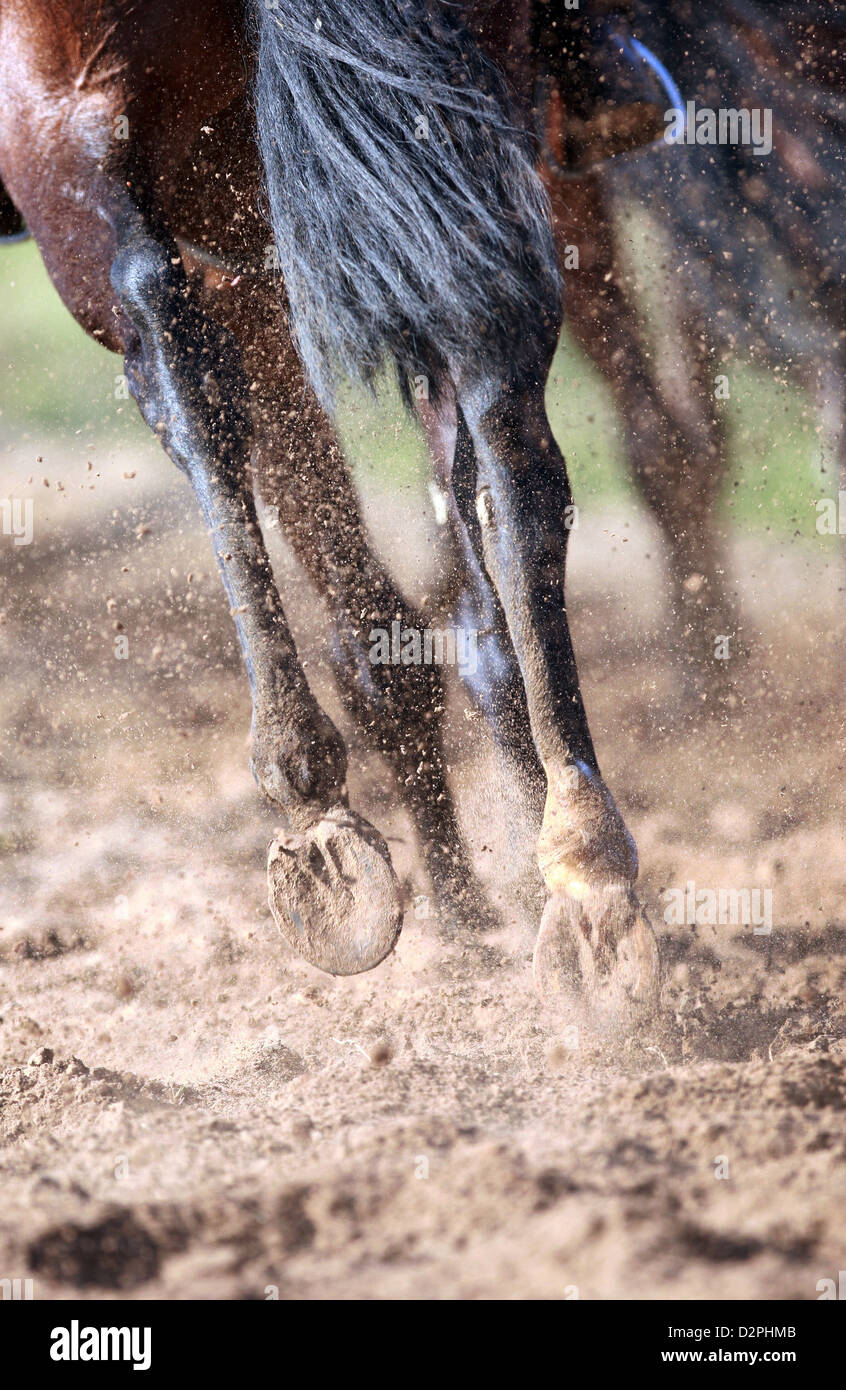 Galloping horse hooves hi-res stock photography and images - Alamy
