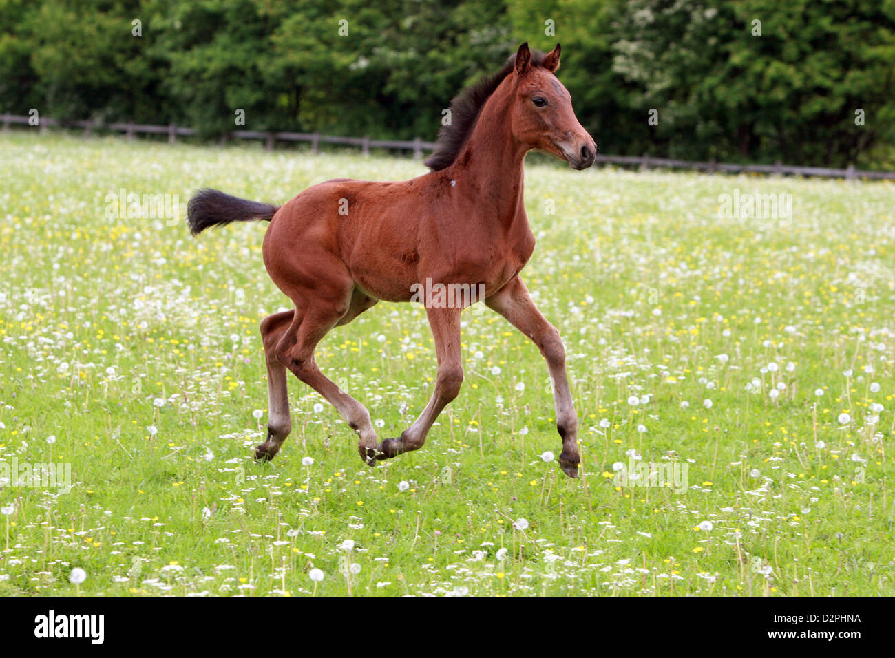 Foal trots hi-res stock photography and images - Alamy