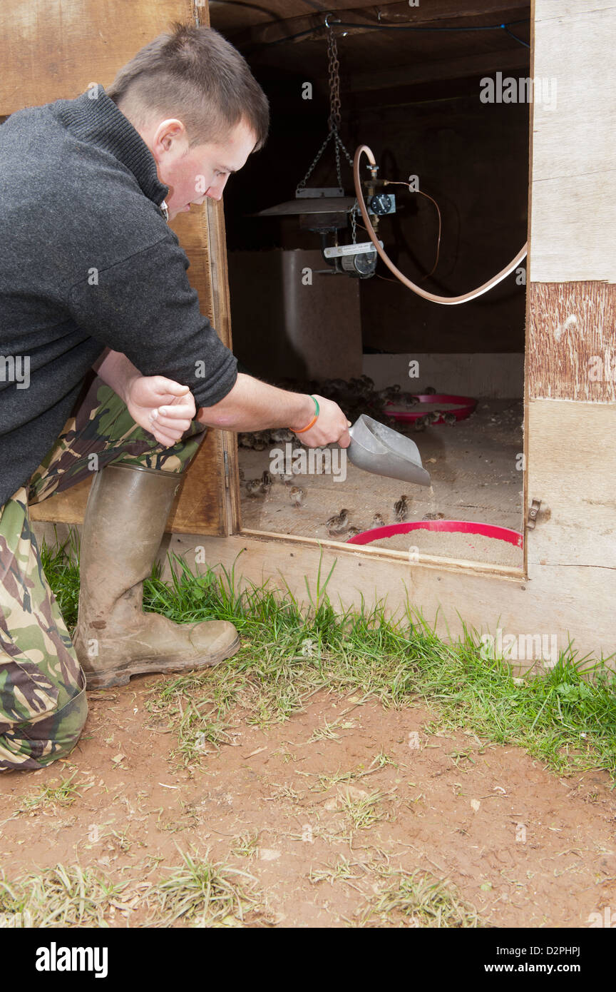 Feeding day old pheasant chicks in a rearing shed on a shooting estate ...