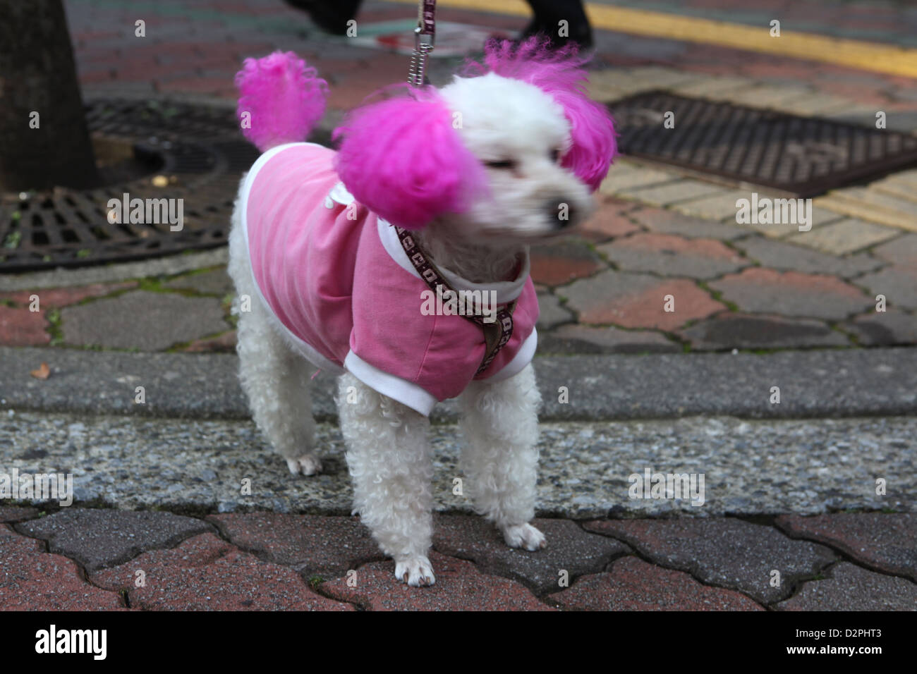 Tokyo, Japan, poodle with pink colored ears and tail Stock Photo - Alamy