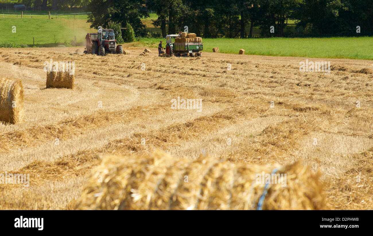 Straw bale harvesting Stock Photo - Alamy