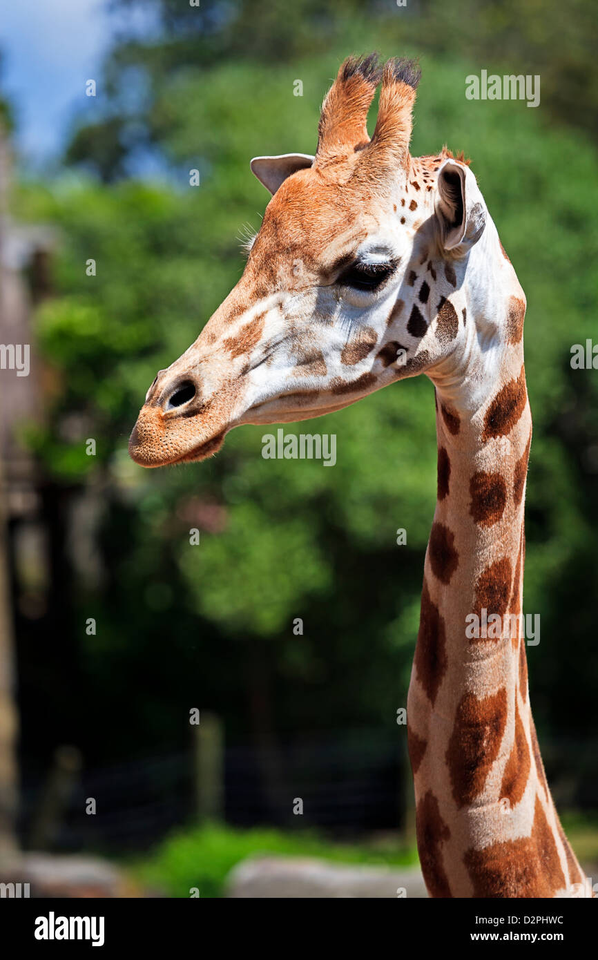 Giraffe, Garaffa camelopardalis, in the Pridelands area of the Auckland ...