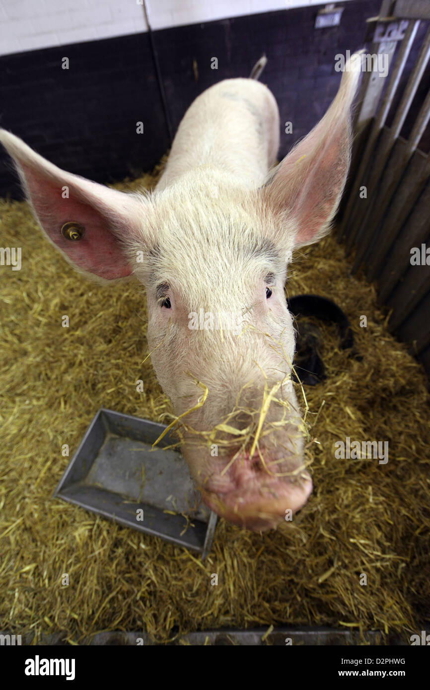 Werl, Germany, domestic pig in portrait Stock Photo - Alamy