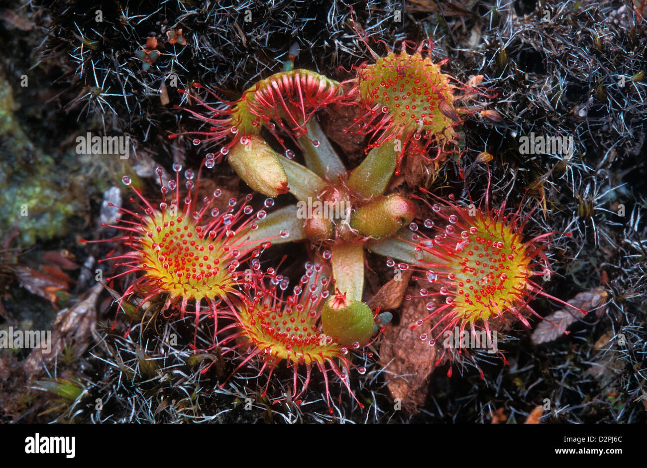 Round-leaved or common sundew Stock Photo - Alamy