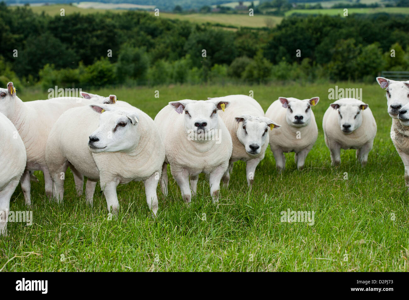 Beltex sheep breed ewe hi-res stock photography and images - Alamy