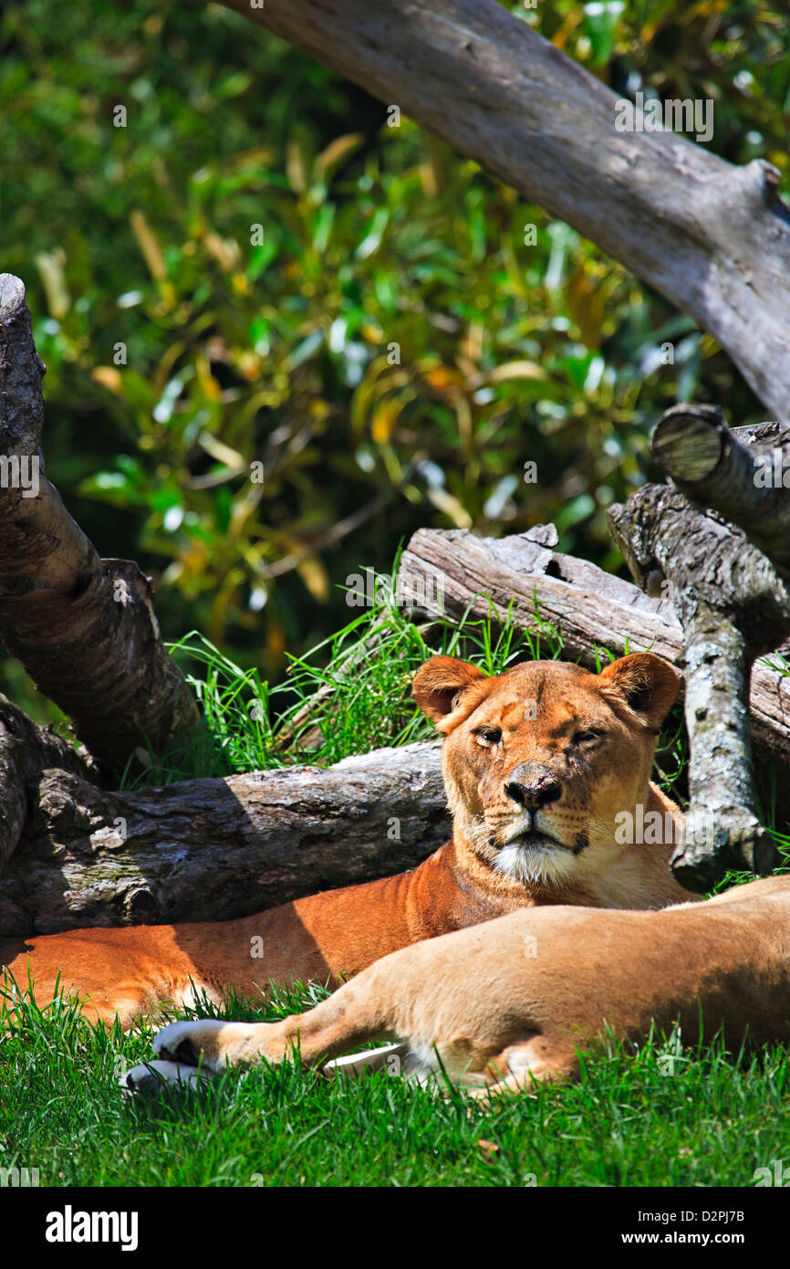 Auckland zoo animals hi-res stock photography and images - Alamy