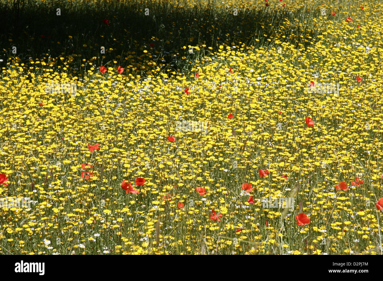 meadow of wild flowers in Spring on the Island of Crete Stock Photo - Alamy
