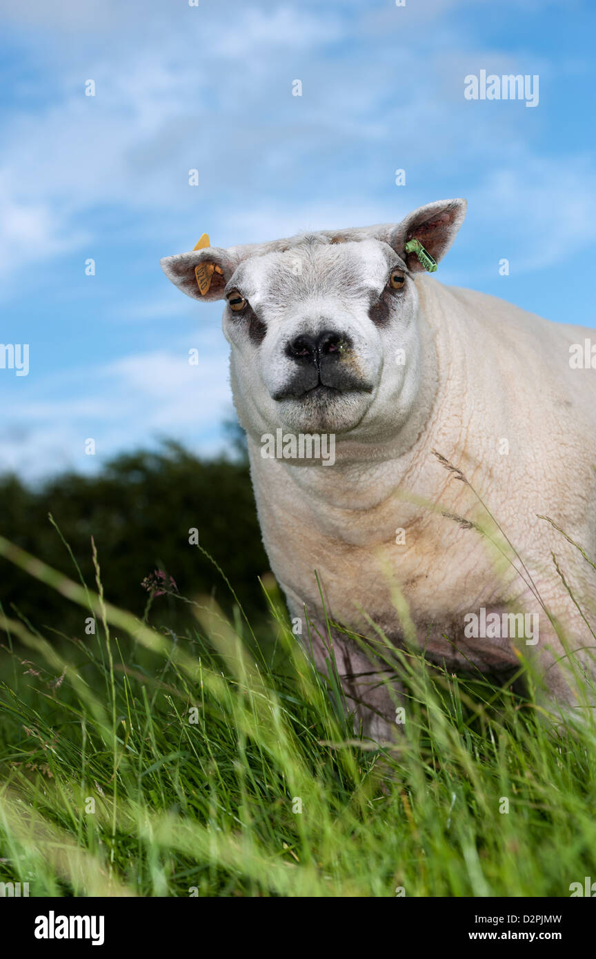 Beltex Ram High Resolution Stock Photography and Images - Alamy