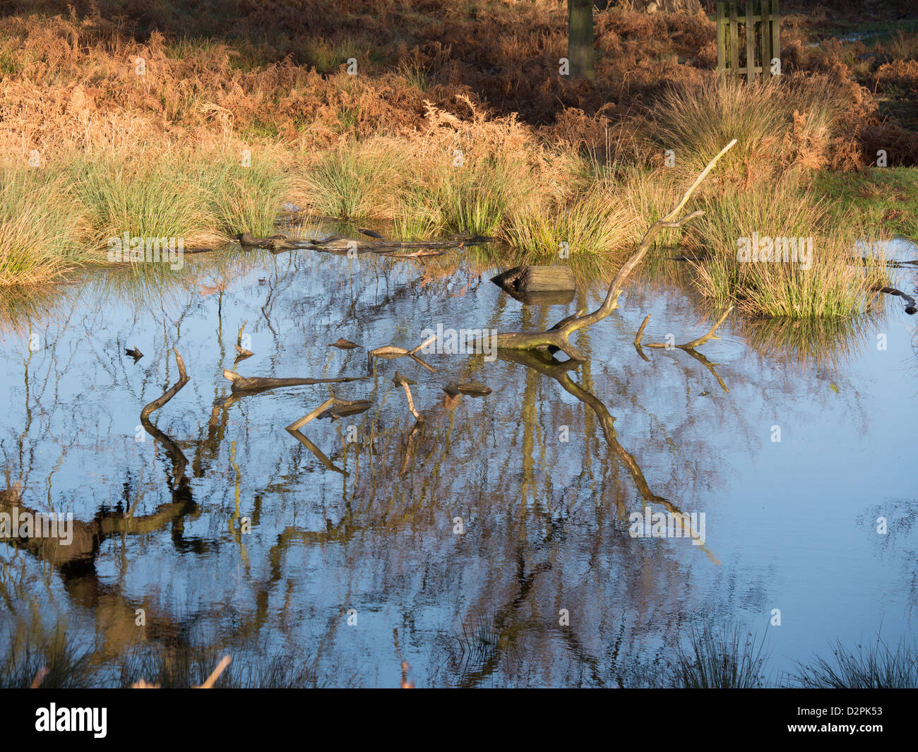 A fallen tree branch in a pond in Richmond Park London England ...