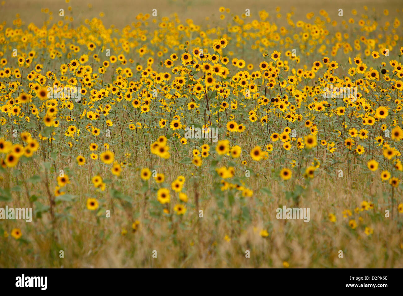 Field of sunflowers in rural Kansas, heavy depth of field Stock Photo ...
